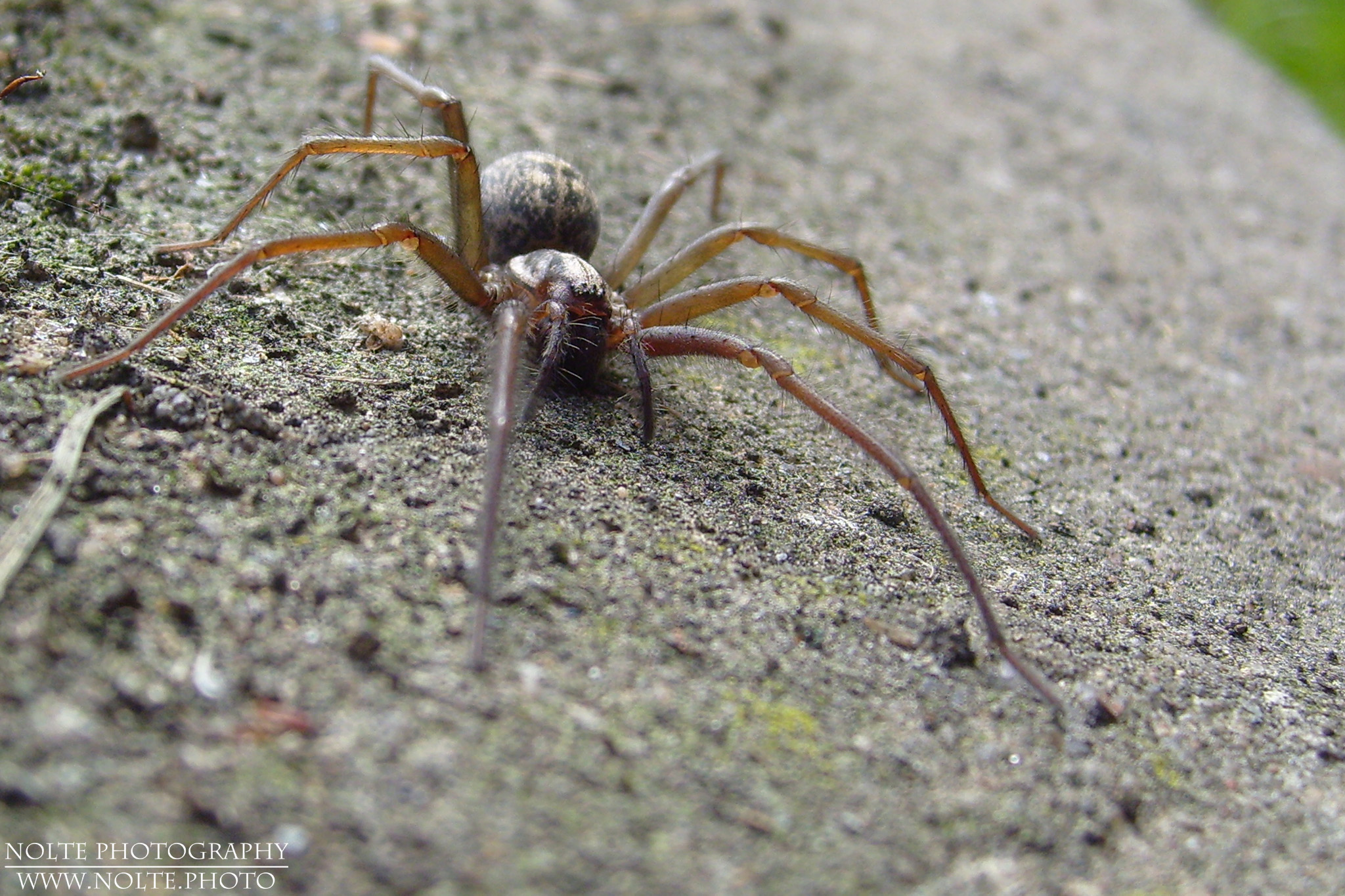 Frontansicht der grossen Winkelspinne